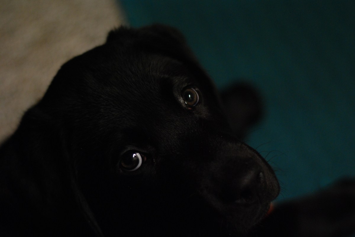 Do you know what your dog is thinking? | Connecting with Science