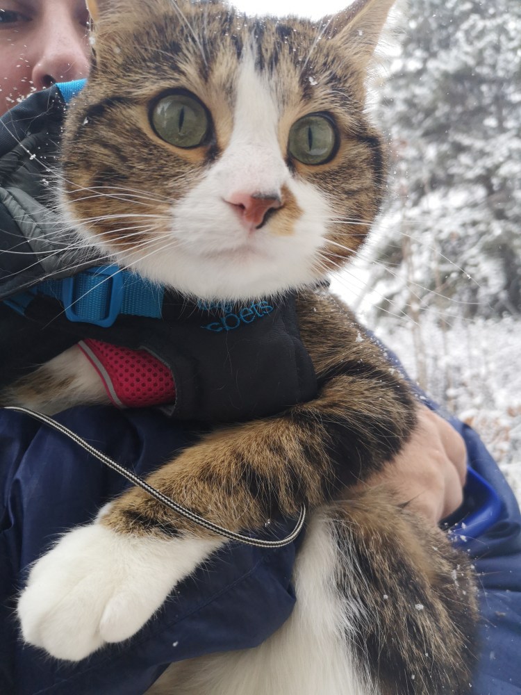 Cat Genetics Activities | Connecting with Science