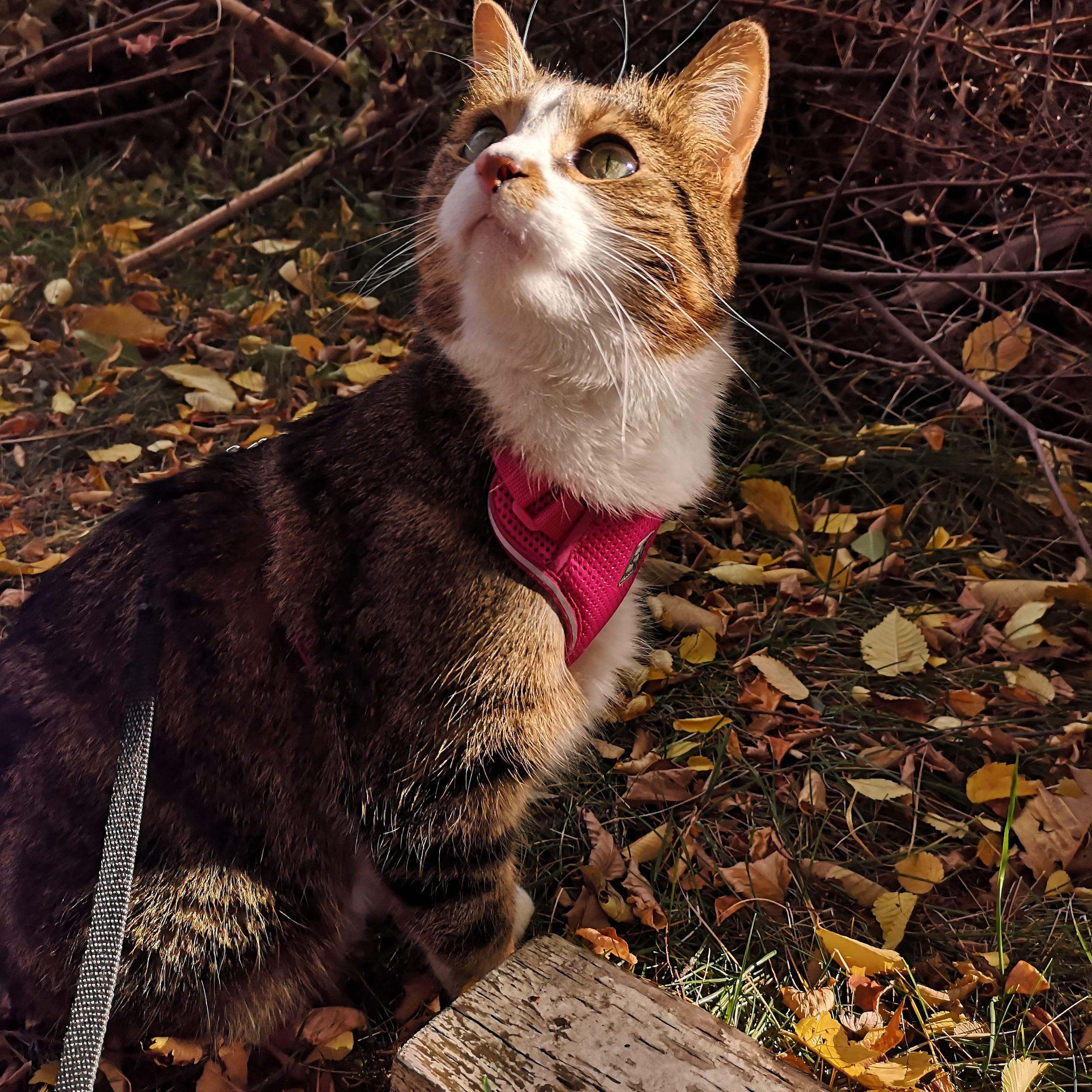 Cat Genetics Activities | Connecting with Science