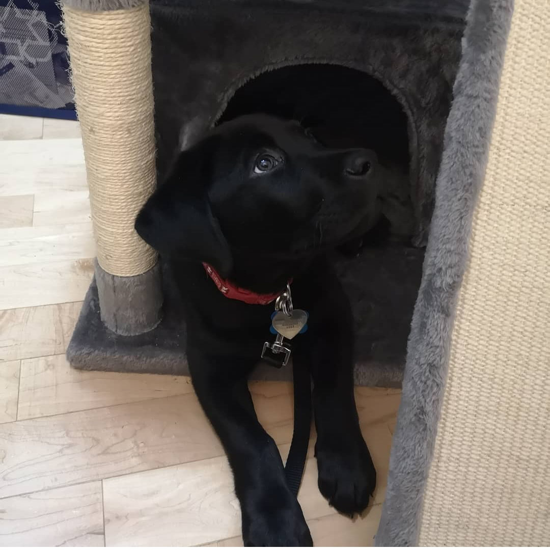 Is anyone else talking to their animals? | Connecting with Science